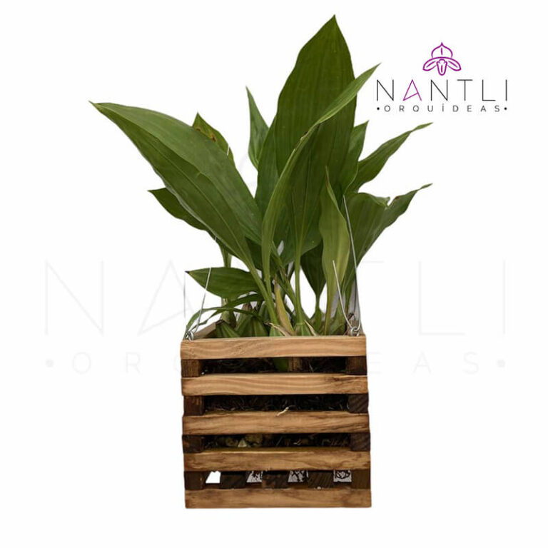 Maceta Madera Cuadrada para orquidea - Orquídeas Nantli