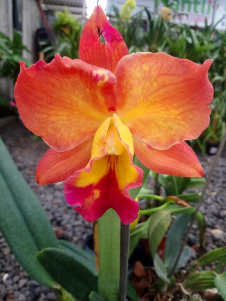 Cattleyas aun sin floración - Orquídeas Nantli