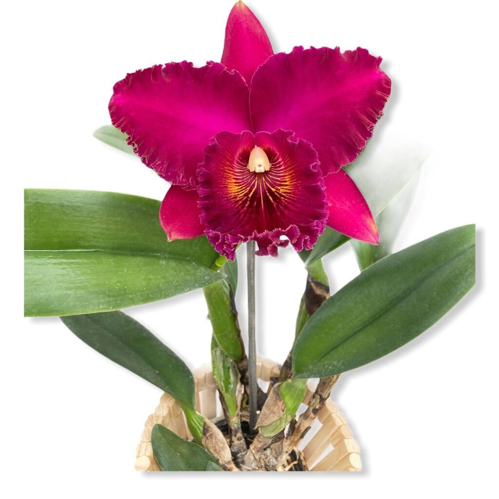 Cattleyas aun sin floración - Orquídeas Nantli