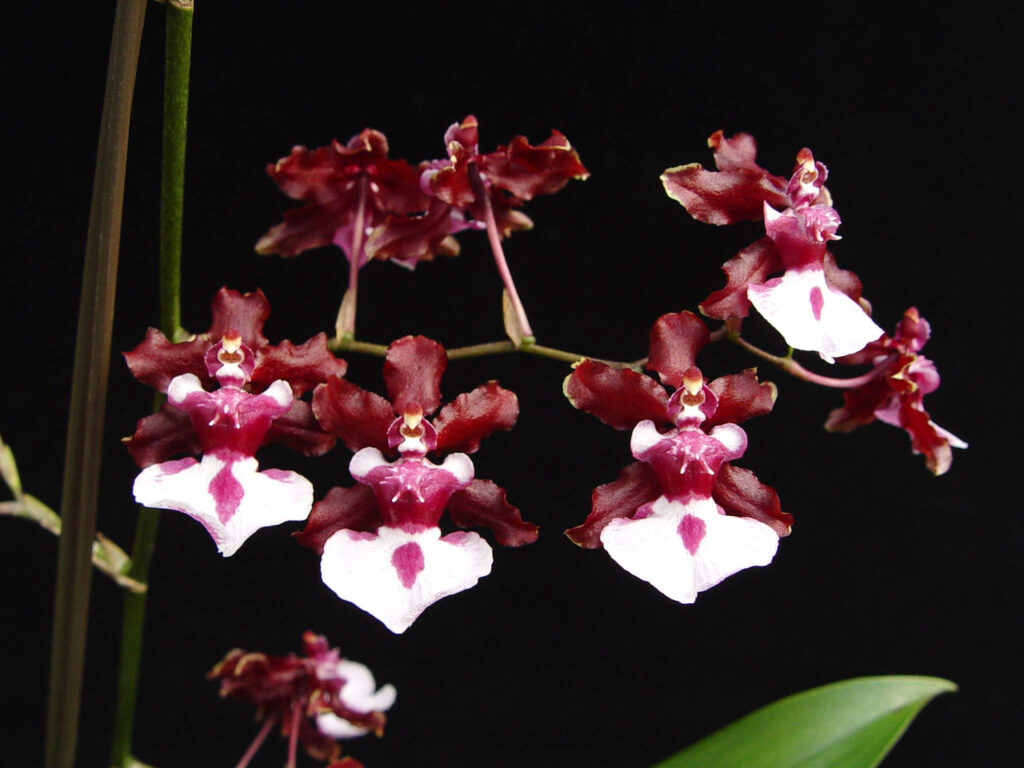Onc. Sharry Baby 'Sweet Fragrance' - Orquídeas Nantli