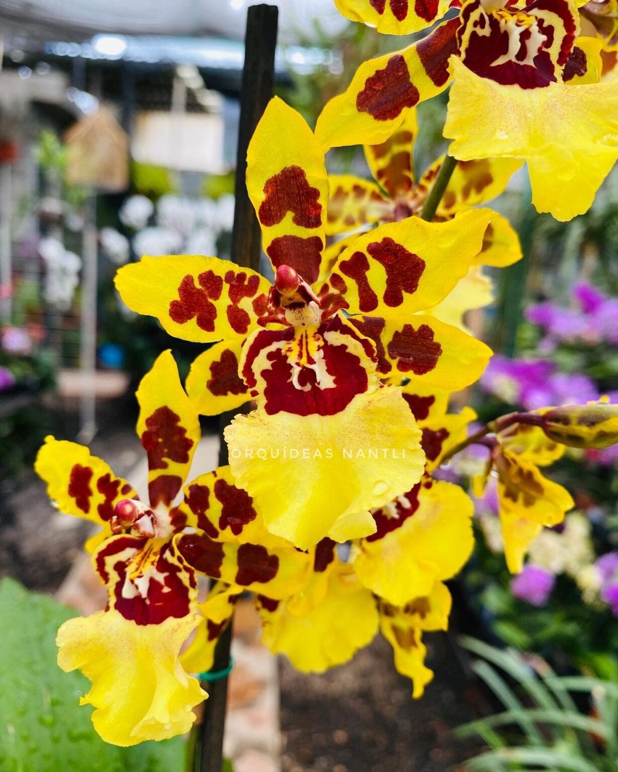 onc. wildcat garfield - Orquídeas Nantli