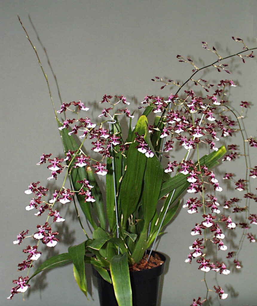 Onc. Sharry Baby 'Sweet Fragrance' - Orquídeas Nantli