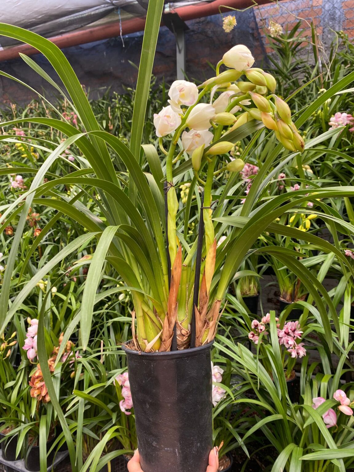 cymbidium blanco - Orquídeas Nantli